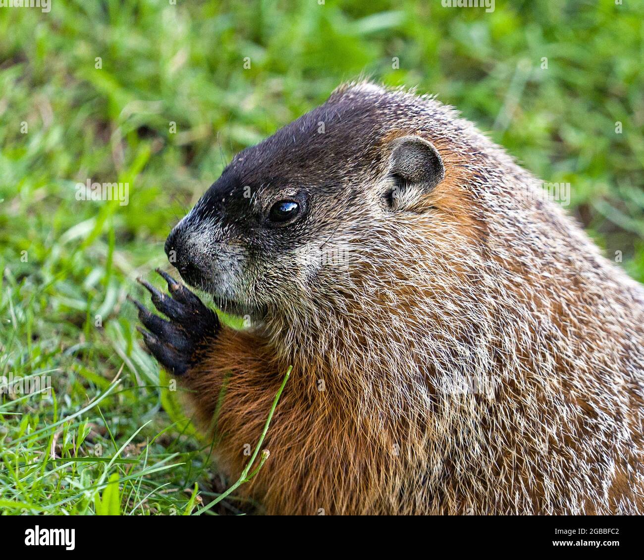 Groundhog head shot close-up profile view with blur background grass ...