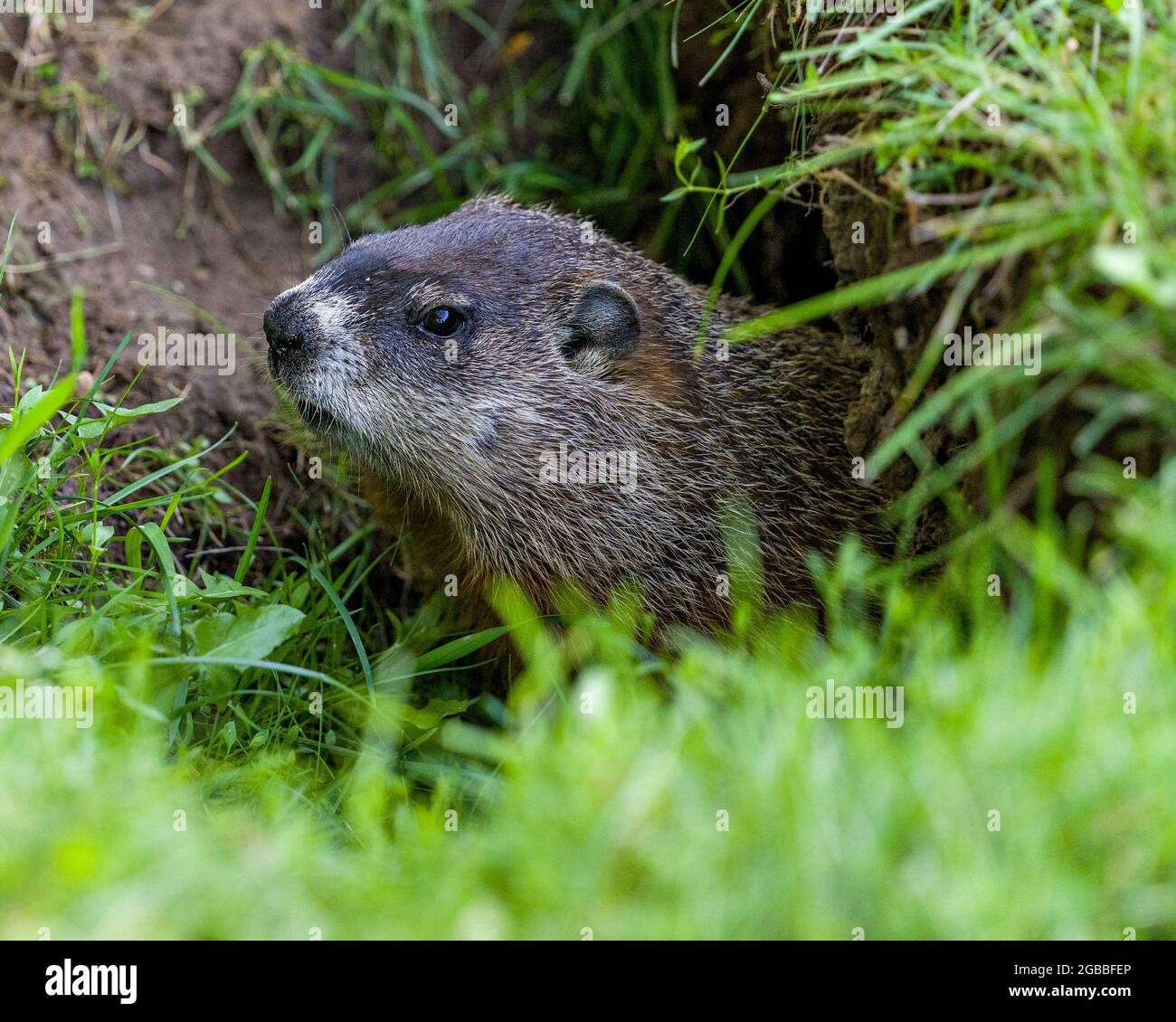 Groundhog head close-up profile view at the entrance of its burrow with ...