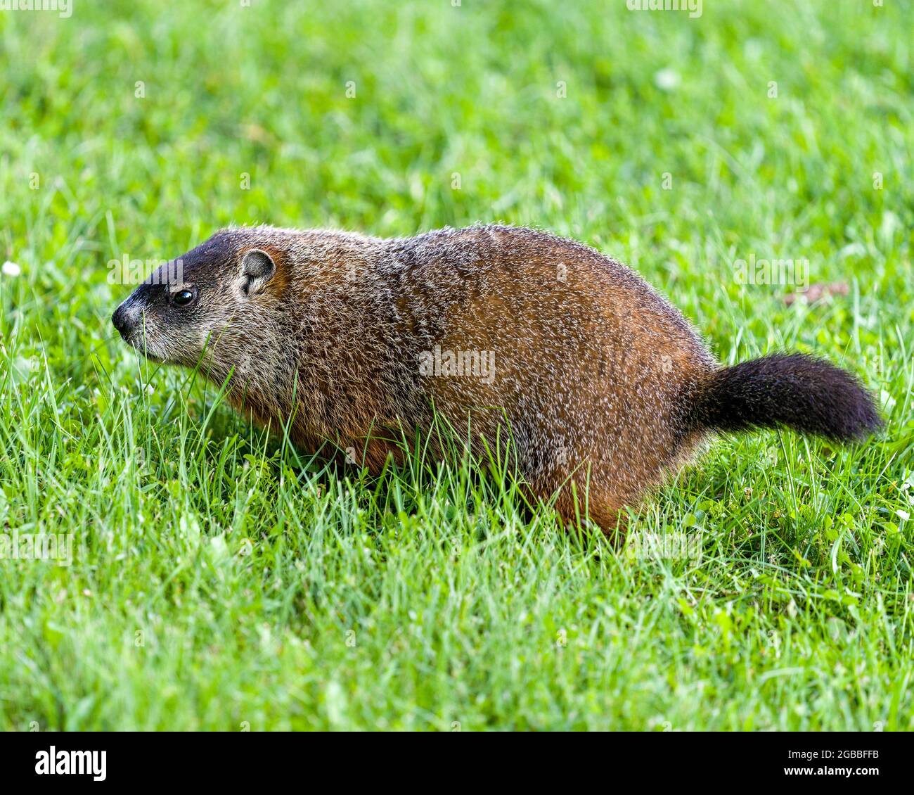 Groundhog close-up profile view foraging for food in the grass with ...