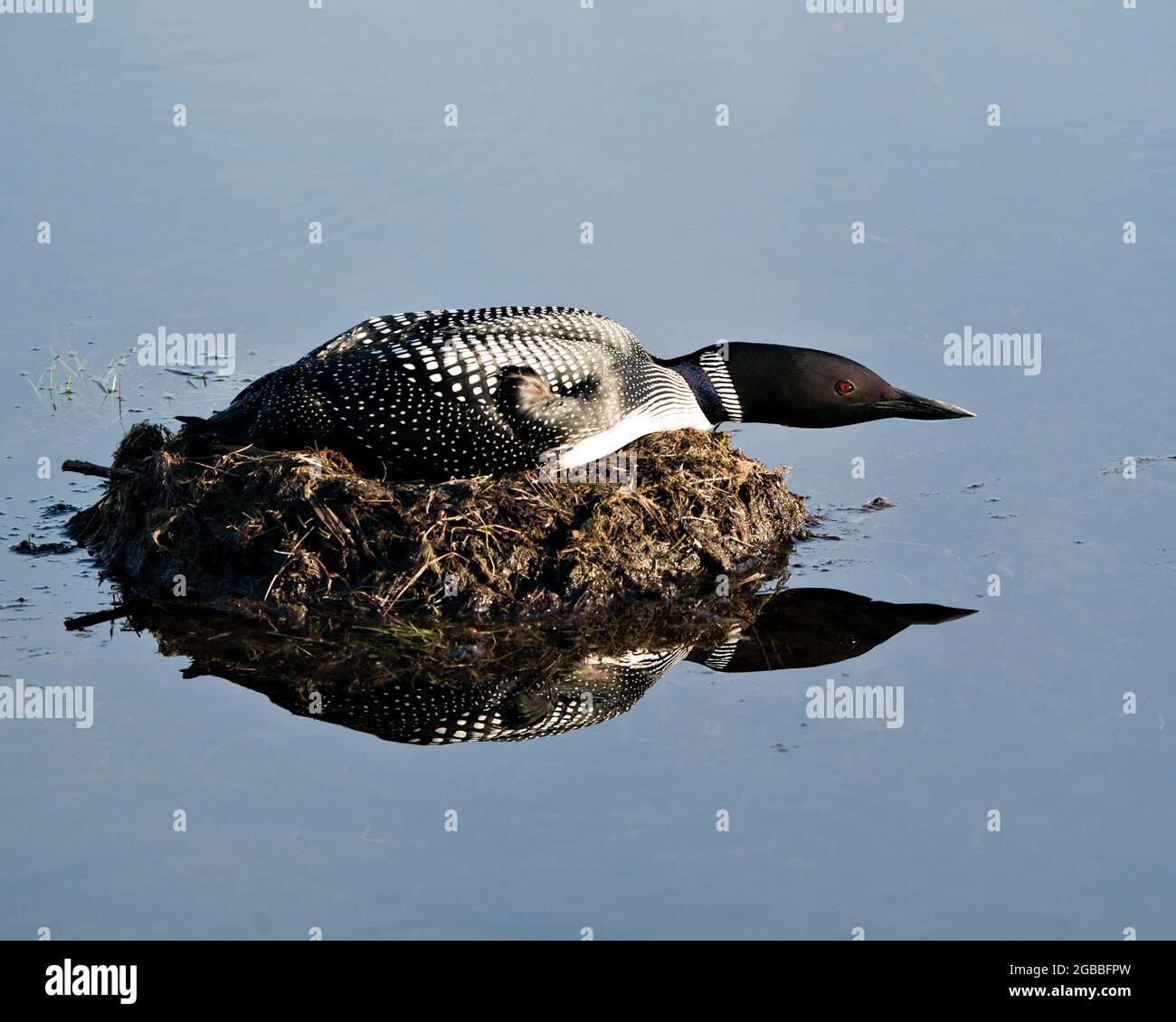 Loon nesting on its nest with marsh grasses, mud and water by the lake shore in its environment ...