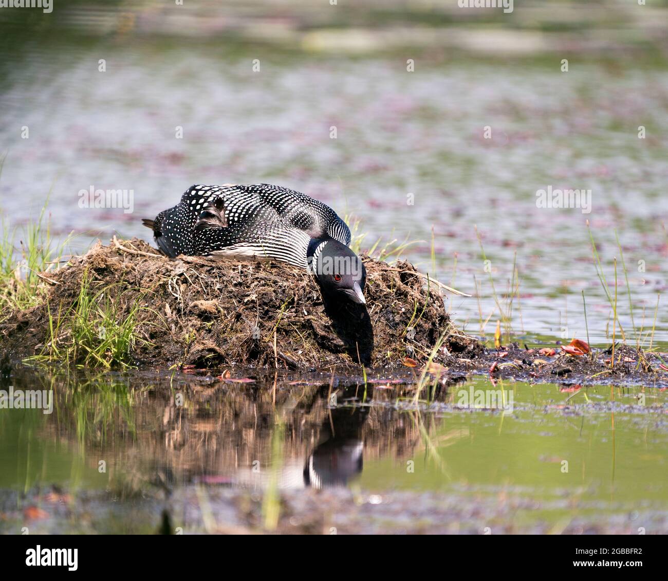 Loon nesting and protecting brood eggs in its environment and habitat ...