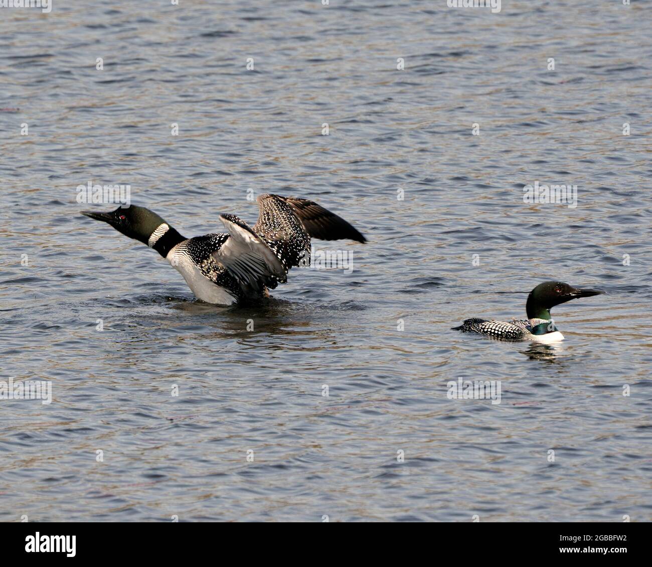 Do amphibians take wing hi-res stock photography and images - Alamy