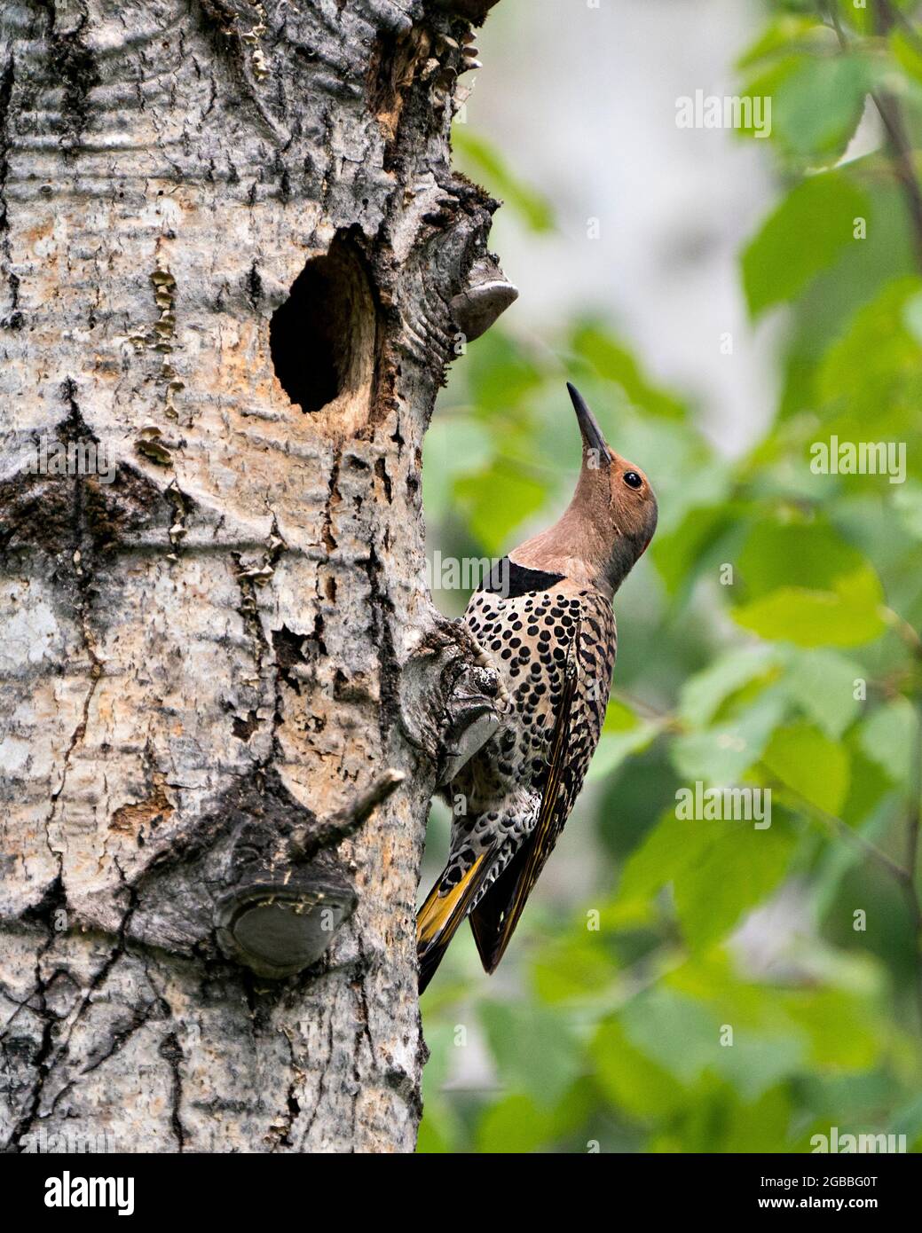 Northern Flicker bird close-up view creeping on tree by its nest cavity ...