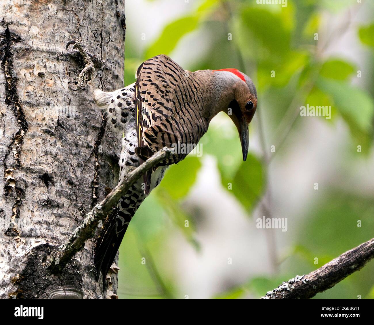 Northern Flicker male bird close-up view, creeping on a tree trunk with ...