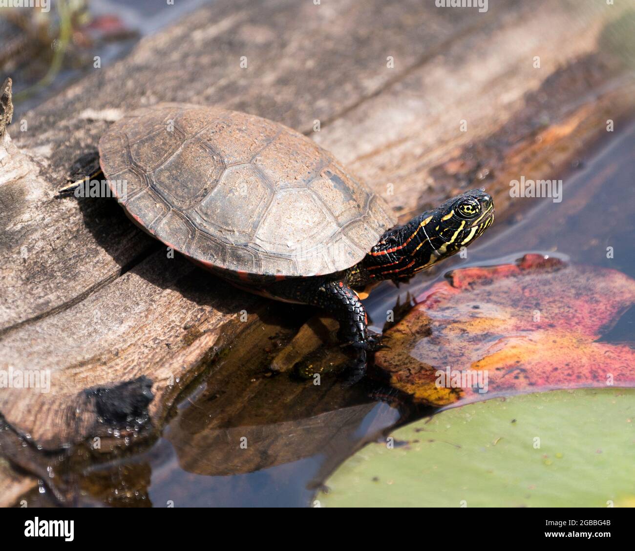 Painted turtle on a log in the pond with lily pad pond, water lilies ...