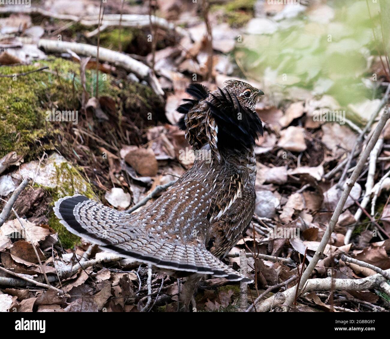 Partridge male ruffed grouse struts mating plumage and fan tail in the ...