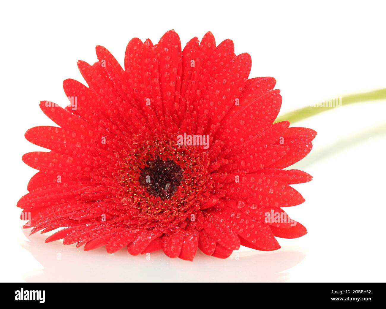 Beautiful red gerbera on white background Stock Photo - Alamy