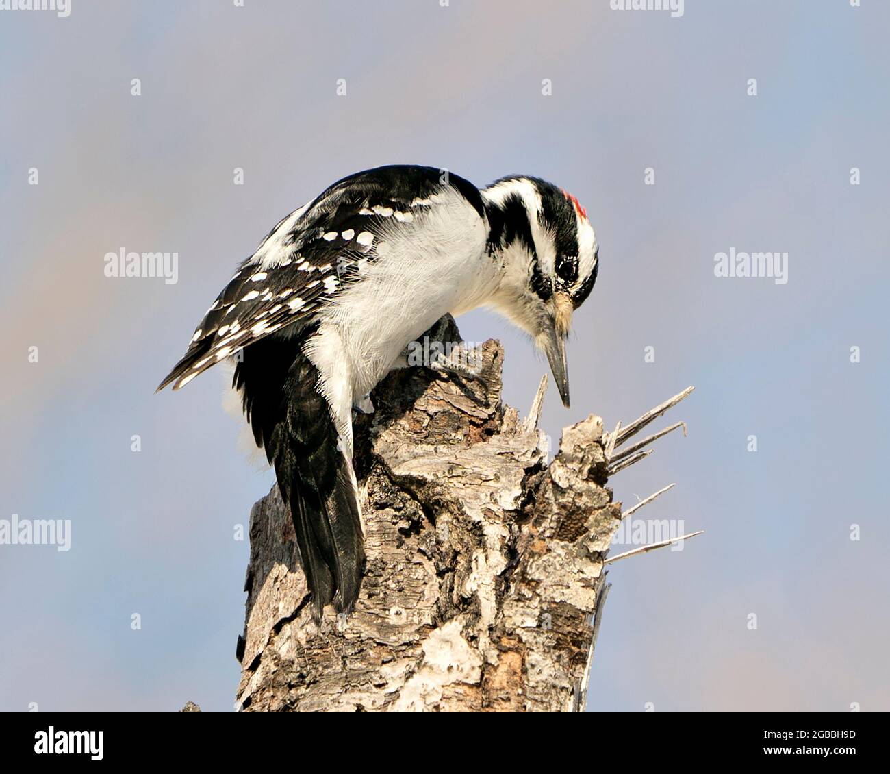 Woodpecker close-up profile view on top of a tree and displaying ...