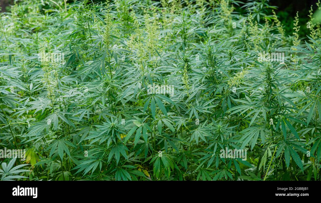 Cannabis bush grows sunset hi-res stock photography and images - Alamy