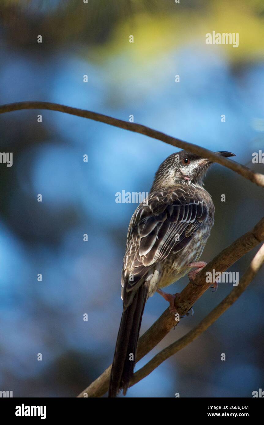 Bird composition hi-res stock photography and images - Alamy