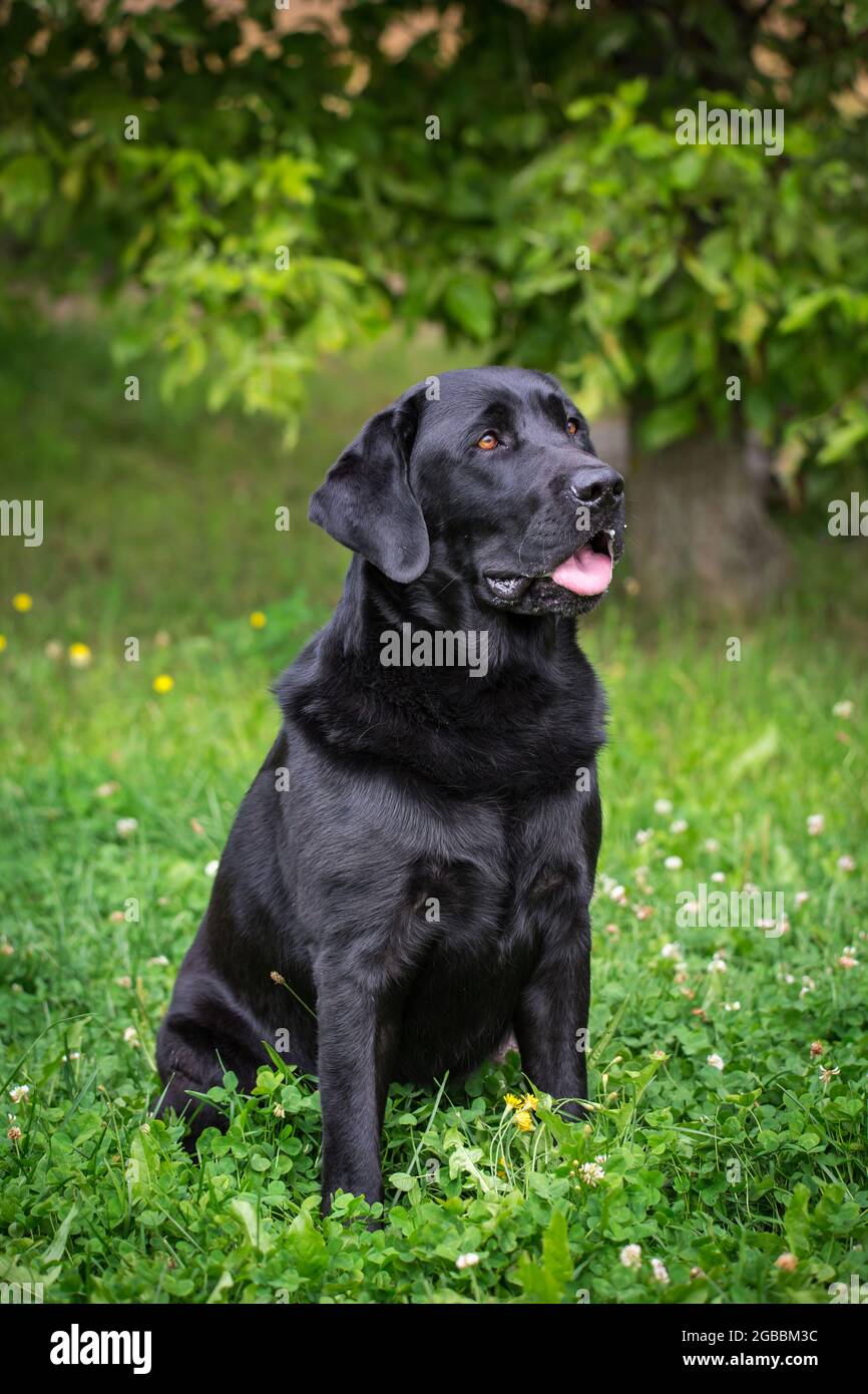 Black labrador sitting hi-res stock photography and images - Alamy