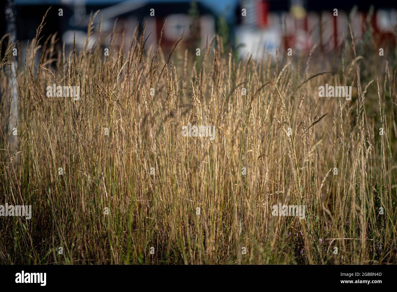 Golden high grass hi-res stock photography and images - Alamy