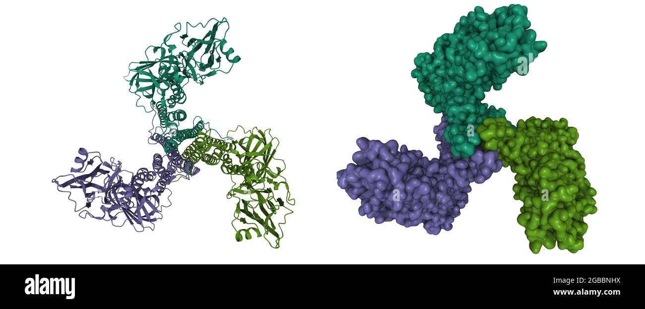 Crystal structure of Bacillus thuringiensis Cry5B nematocidal toxin, 3D cartoon and Gaussian ...