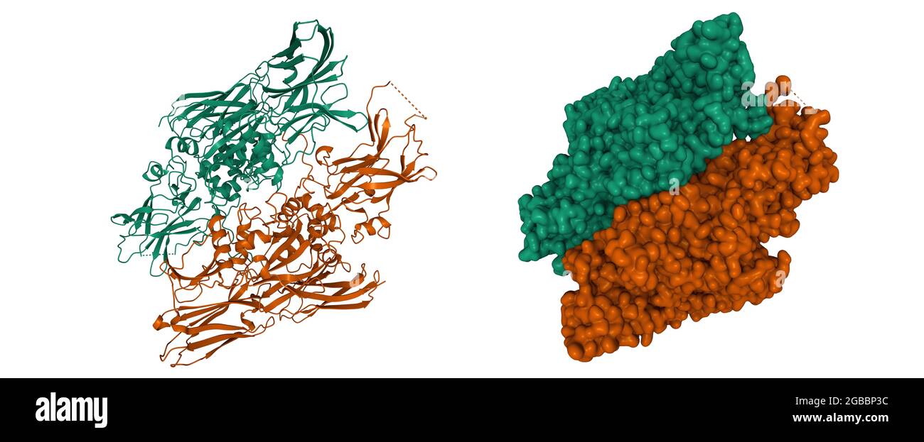 Structure Of Human Factor Xiii 3d Cartoon And Gaussian Surface Models Chain Id Color Scheme