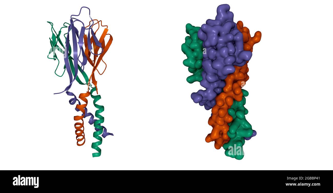 Structure Of Hormone Resistin 3d Cartoon And Gaussian Surface Models Chain Id Color Scheme