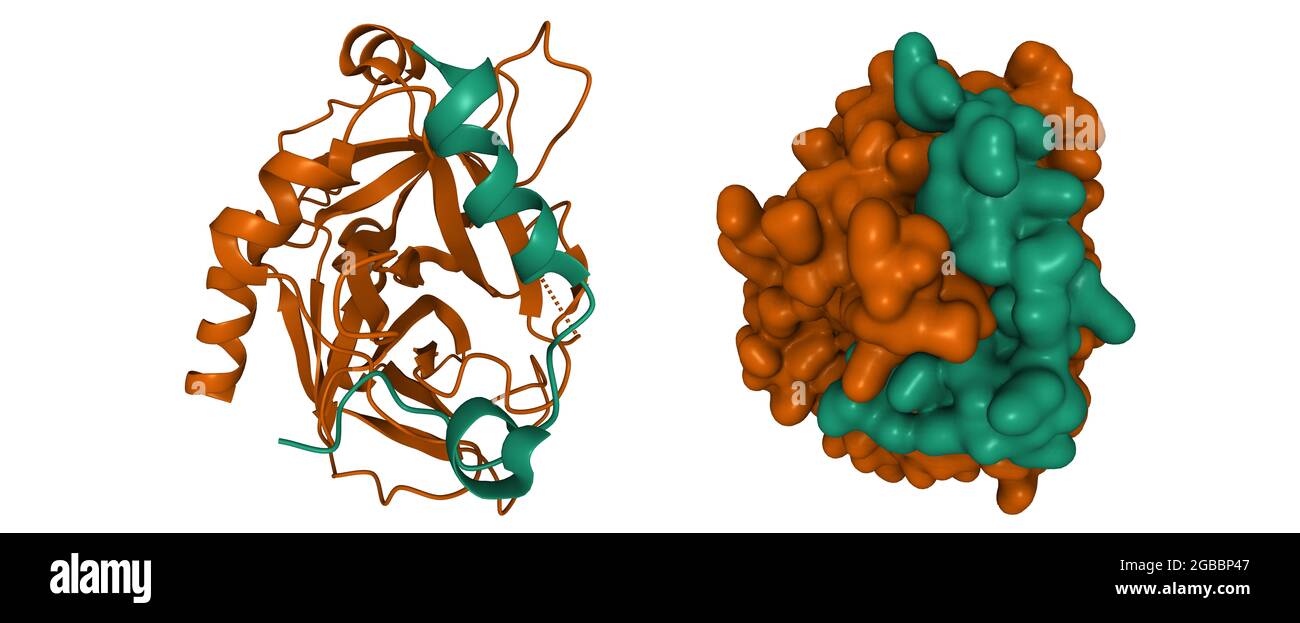 Structure Of Thrombin 3d Cartoon And Gaussian Surface Models Chain Id Color Scheme Based On