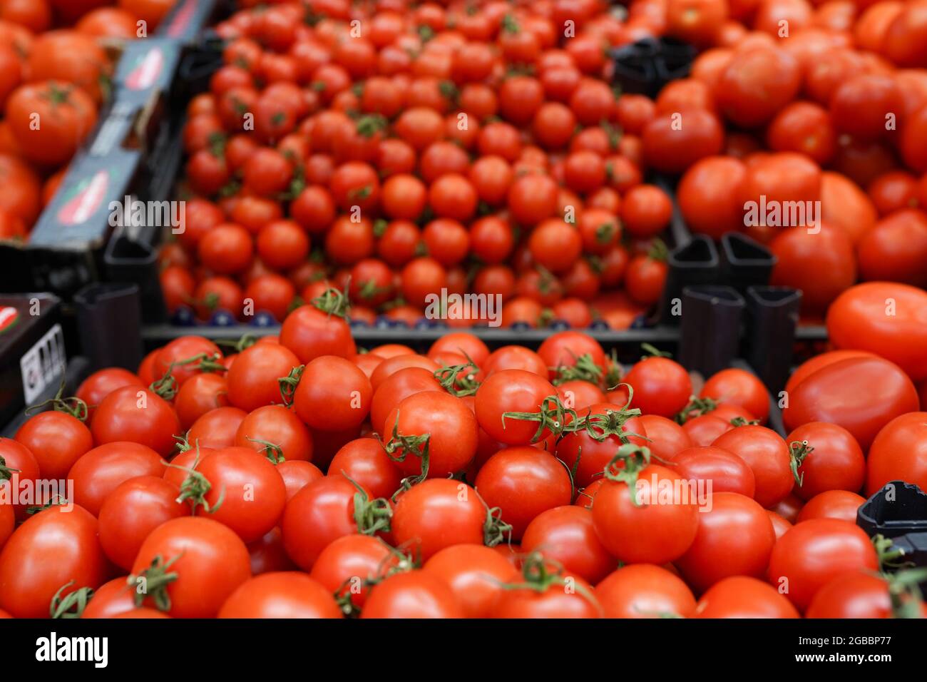 Variety of tomatoes on the farmers market, tomatoes and small cherry ...