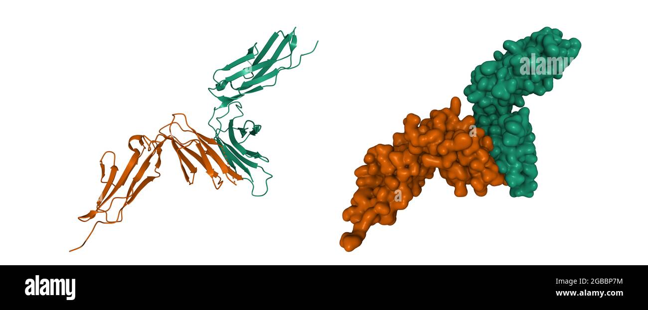 Crystal structure of human platelet glycoprotein VI (GPVI), 3D cartoon ...