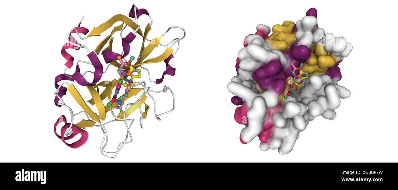 Coagulation Cascade Animation