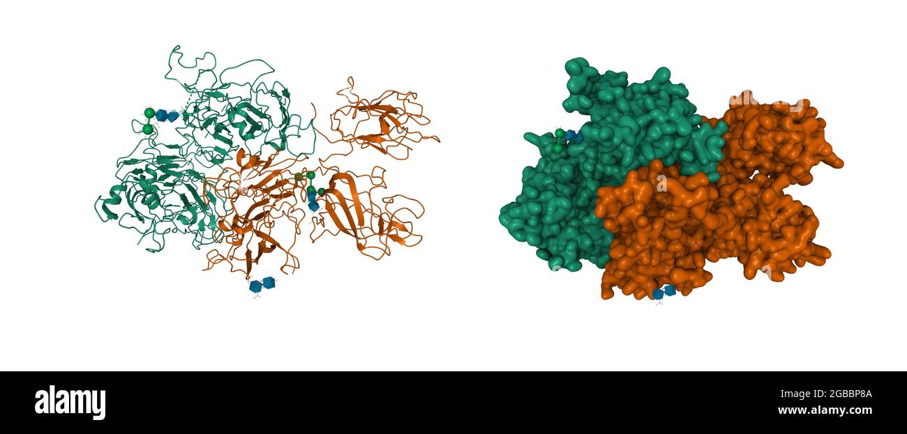 Structure Of Coagulation Factor Viii 3d Cartoon And Gaussian Surface Models Chain Id Color