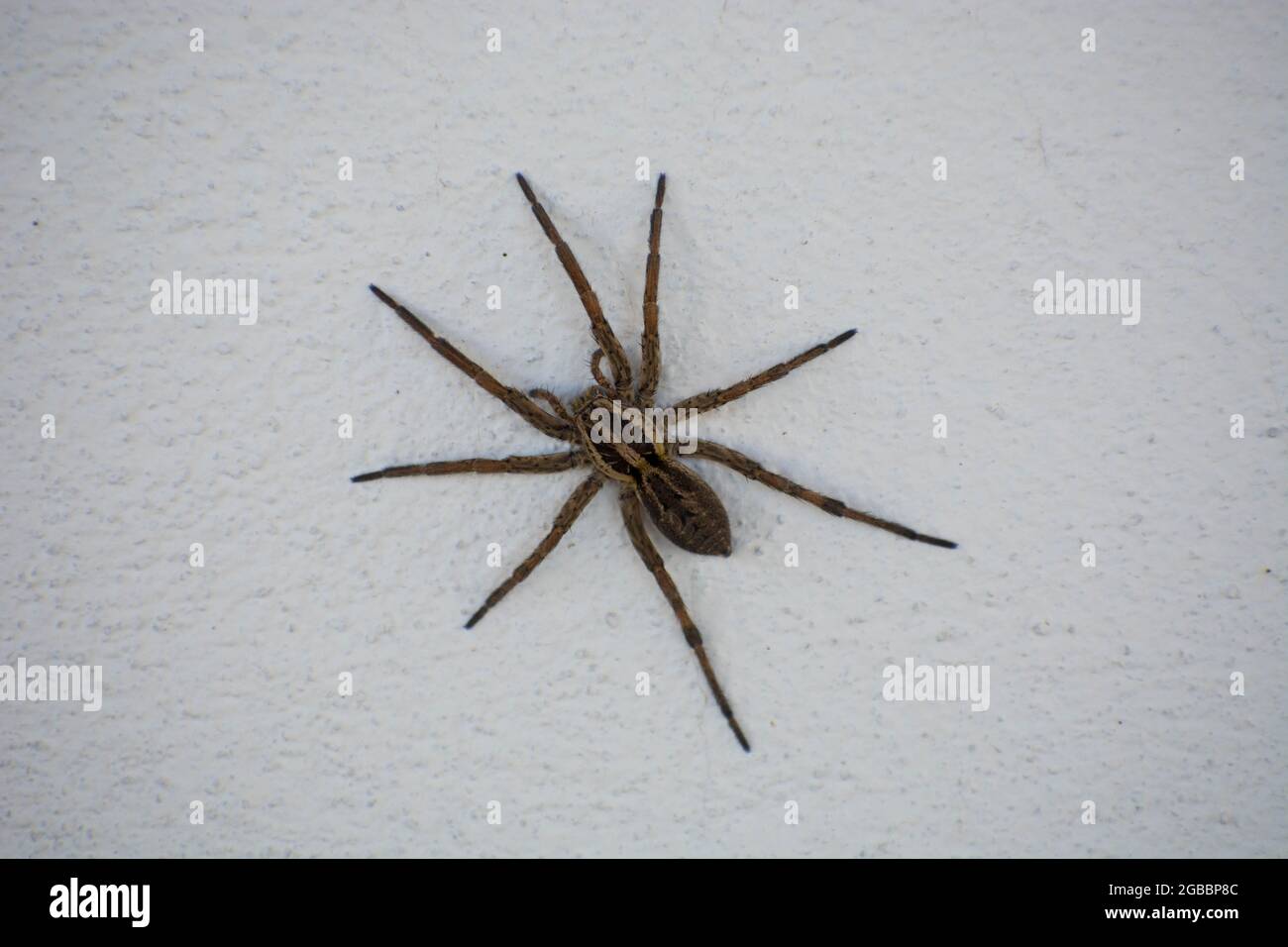 Wolf sipder - Hogna radiata Stock Photo - Alamy