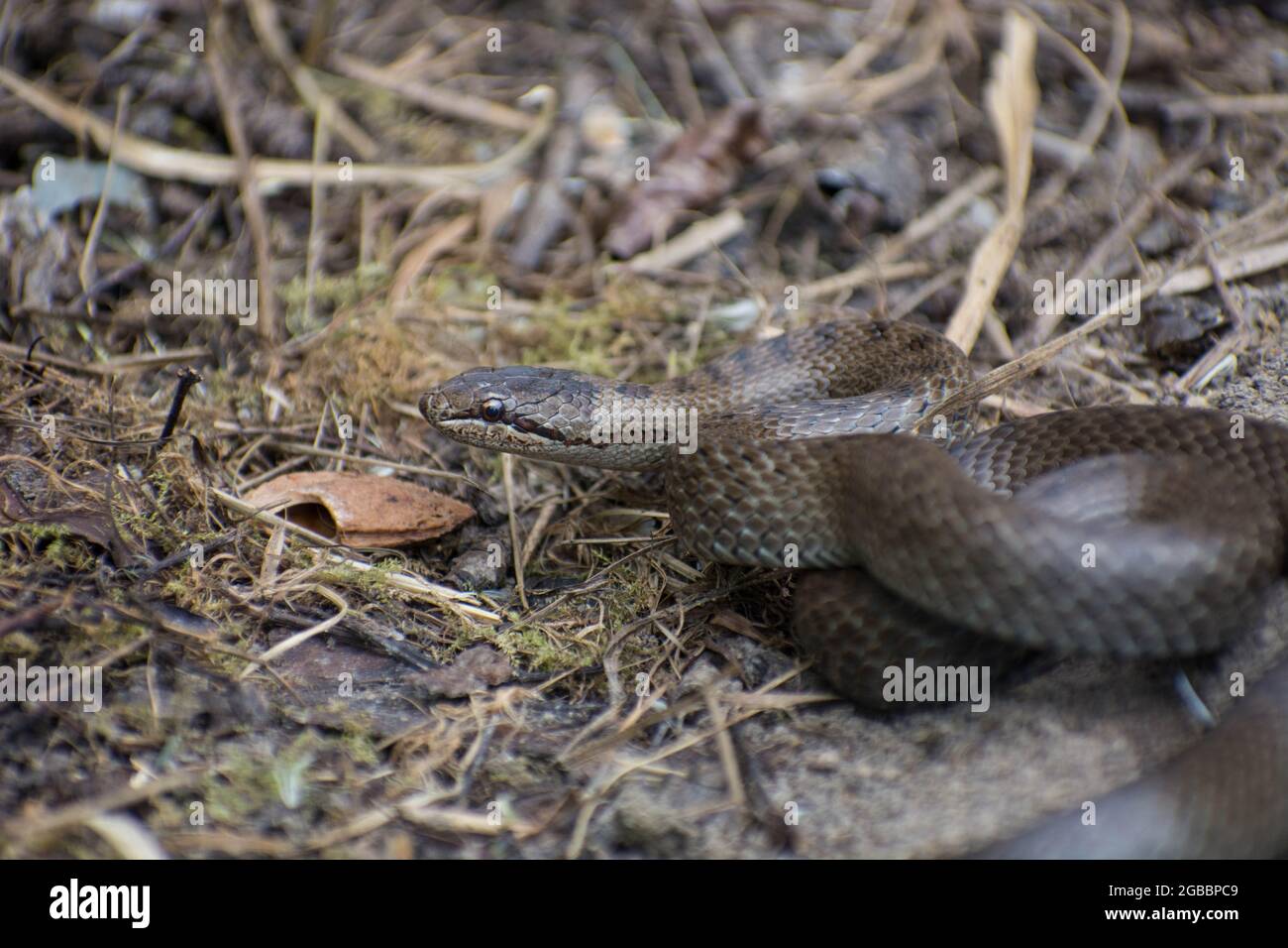 smooth snake (Coronella austriaca Stock Photo - Alamy