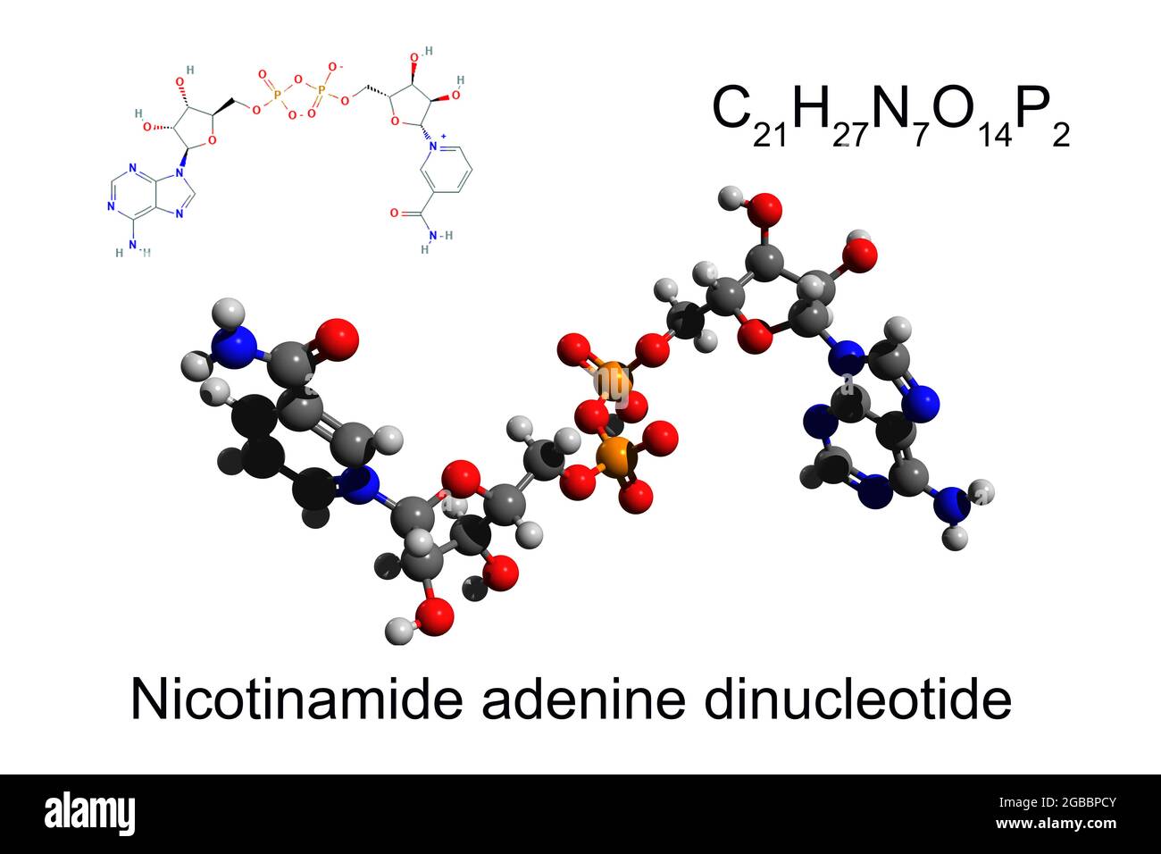 Chemical formula, skeletal formula, and 3D ball-and-stick model of nicotinamide adenine ...