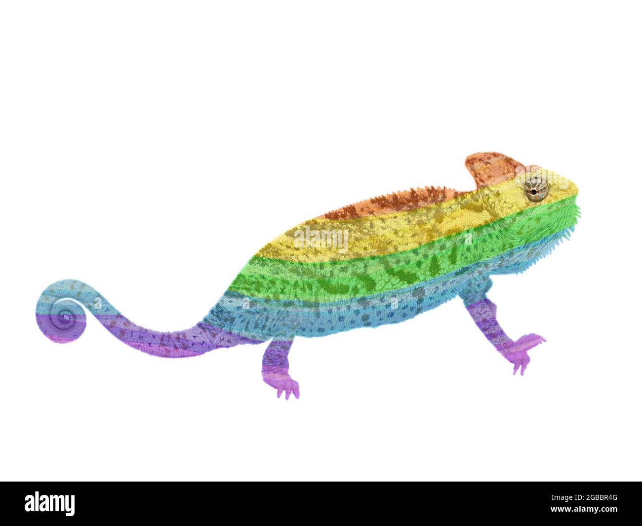 chameleon rainbow color on a white background Stock Photo - Alamy