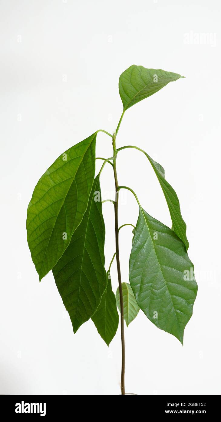 Avocado Tree Leaves