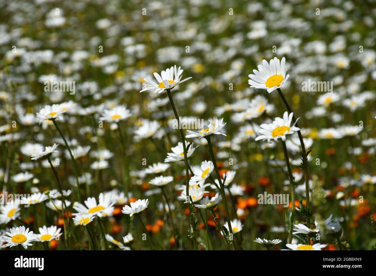 A field of daisy in bloom Stock Photo - Alamy