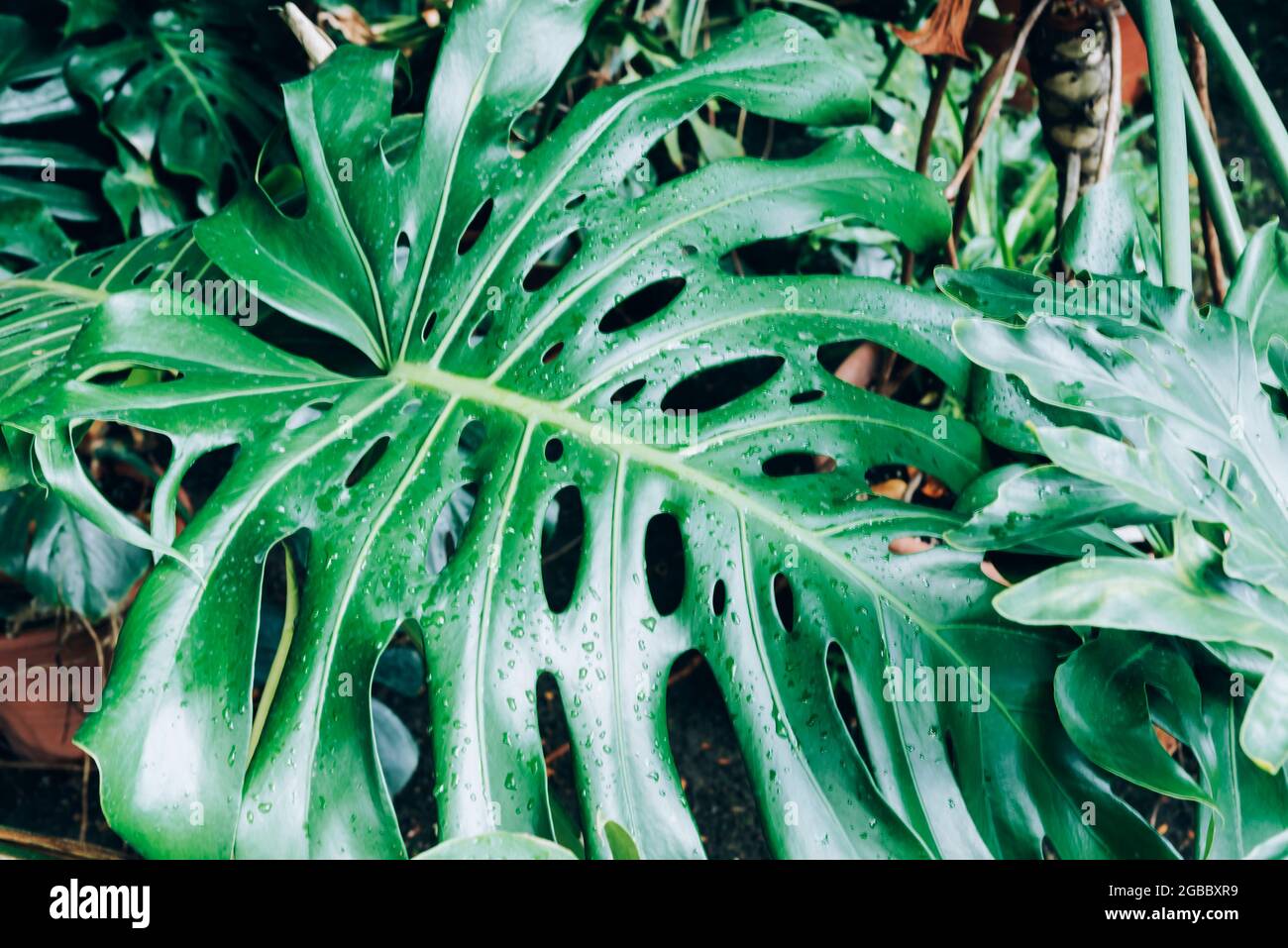 Monsterra leaf hi-res stock photography and images - Alamy