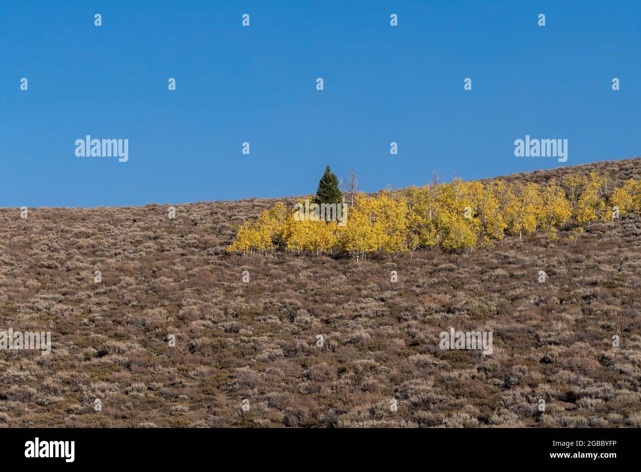 Cluster of aspen trees hi-res stock photography and images - Alamy