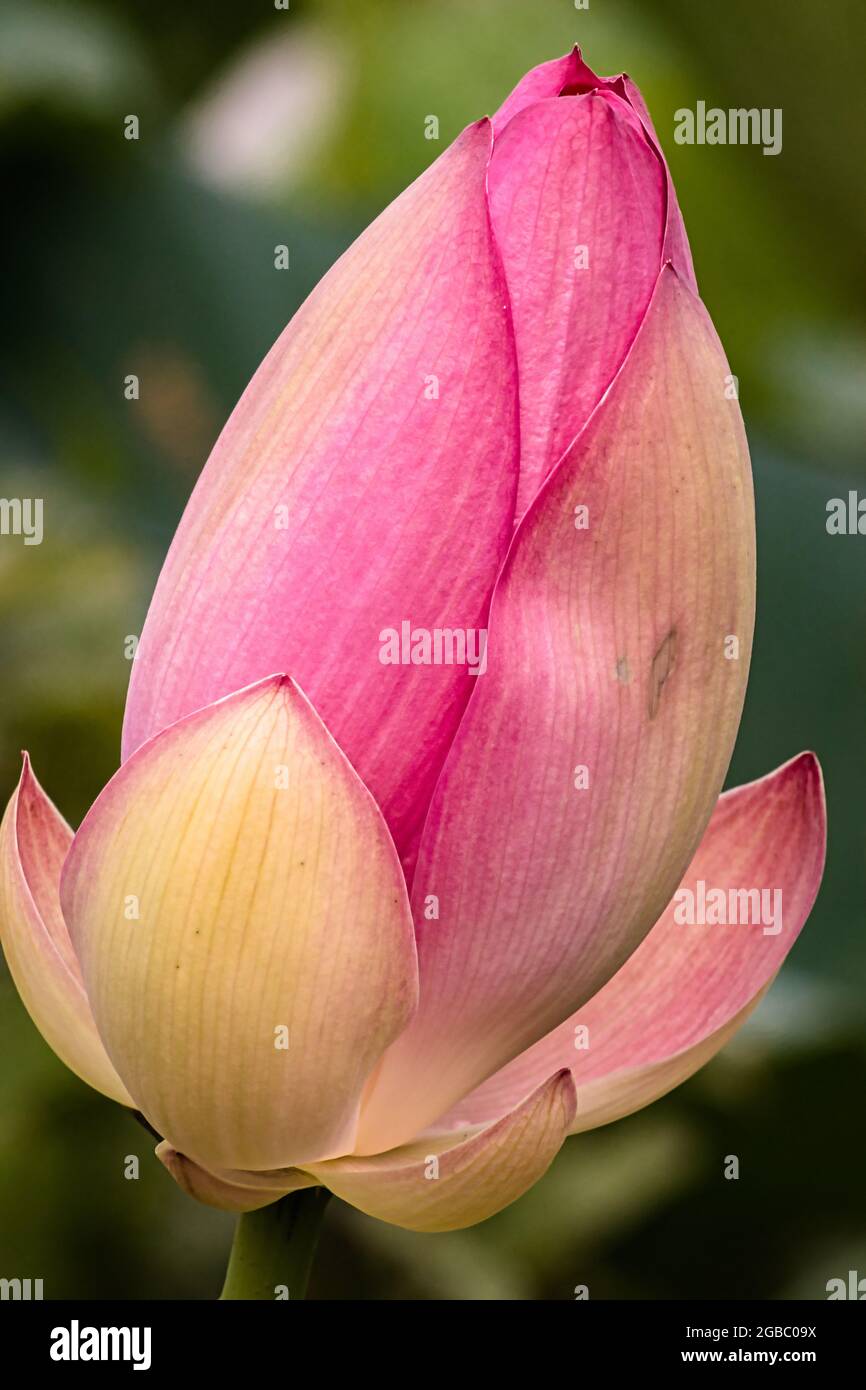 Lotus flower bud Stock Photo - Alamy
