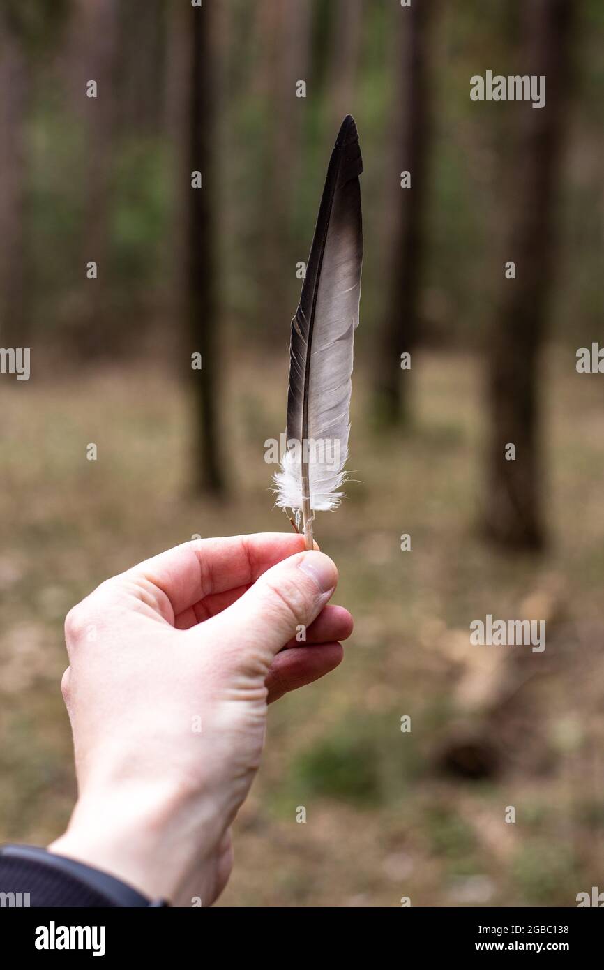 Bird feather in a man's hand on a forest background Stock Photo - Alamy