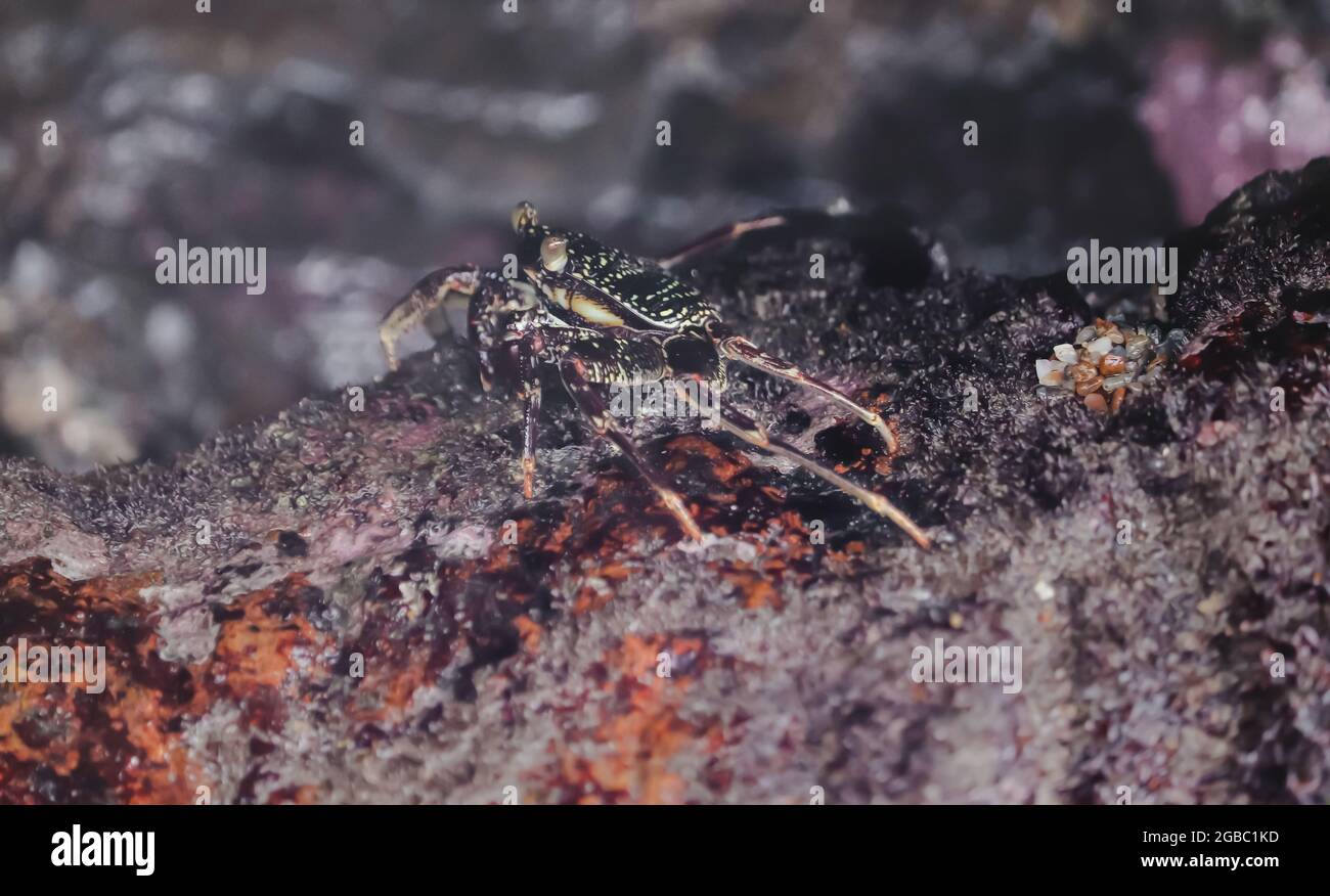 Fish eating insect meal hi-res stock photography and images - Alamy