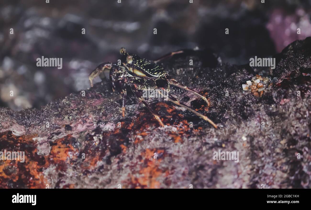 Photo of the Crab on rock , eating food , Ocean sound Stock Photo - Alamy