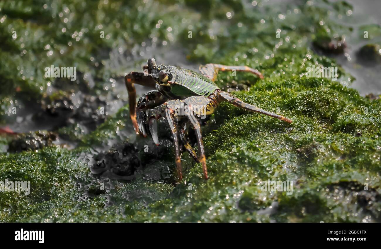Photo of the Crab on rock , eating food , Ocean sound Stock Photo - Alamy