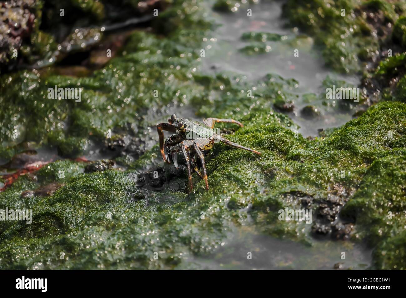 Photo of the Crab on rock , eating food , Ocean sound Stock Photo - Alamy
