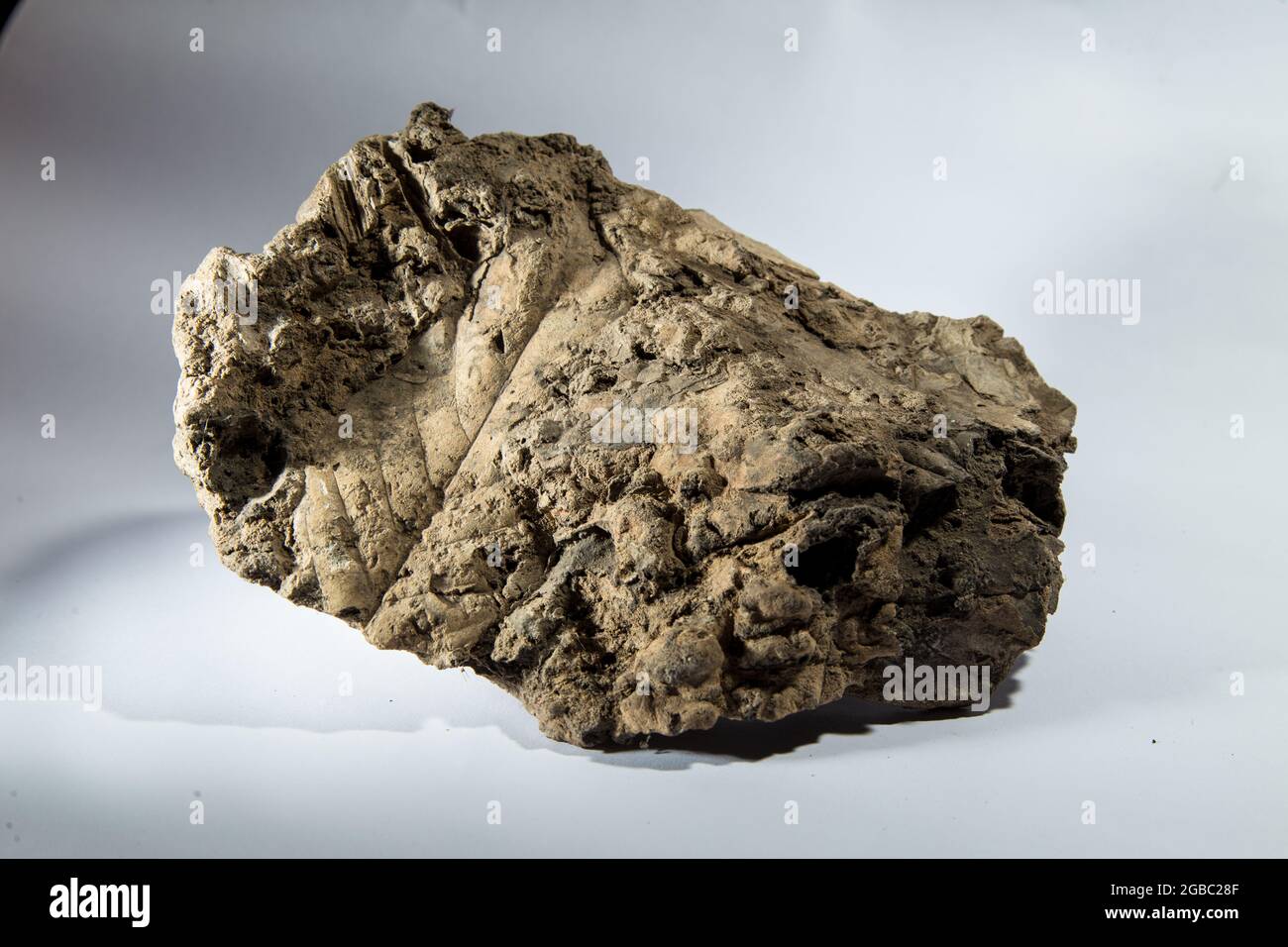 Wildlife museum indonesia hi-res stock photography and images - Alamy