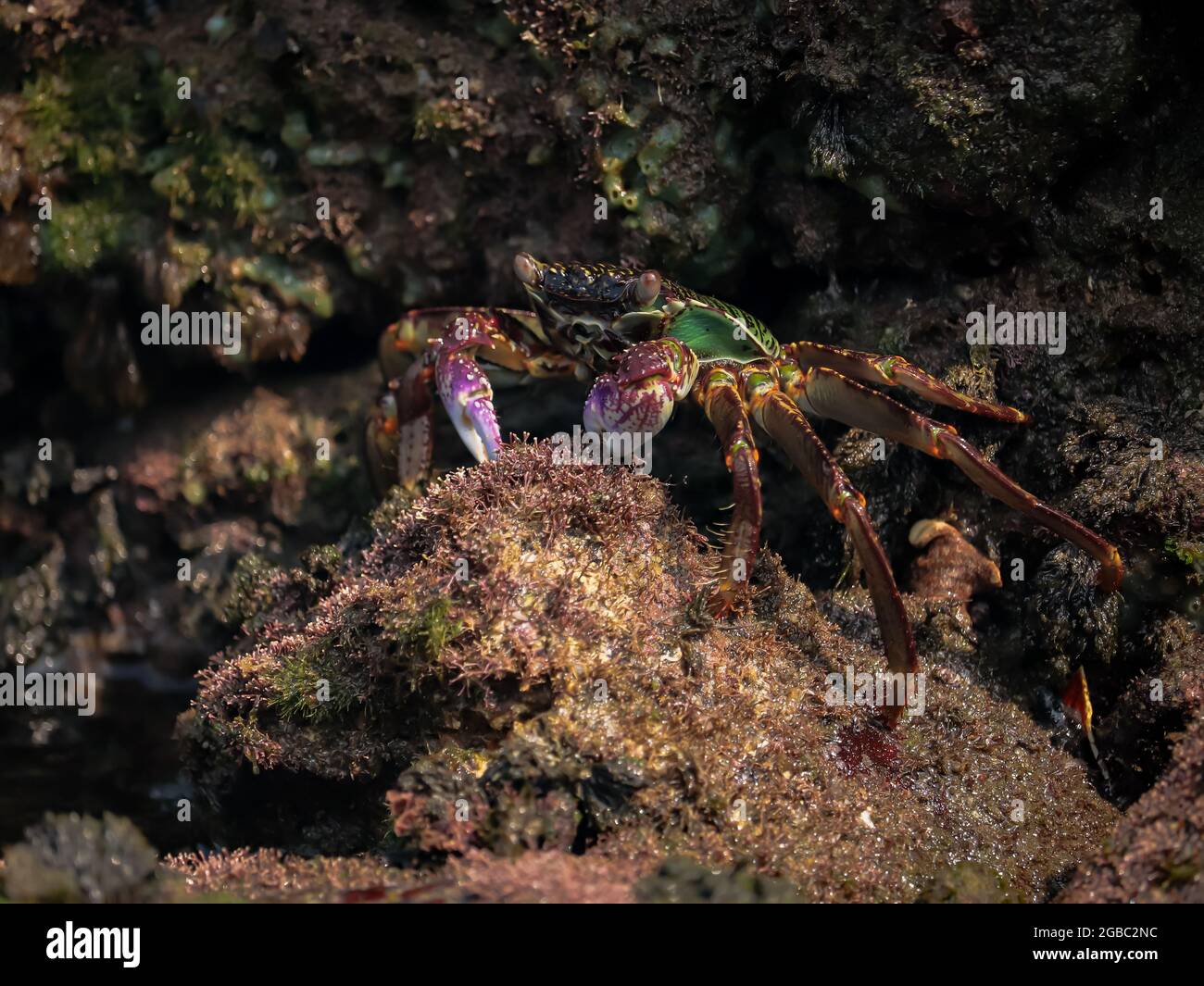 Photo of the Crab on rock , eating food , Ocean sound Stock Photo - Alamy
