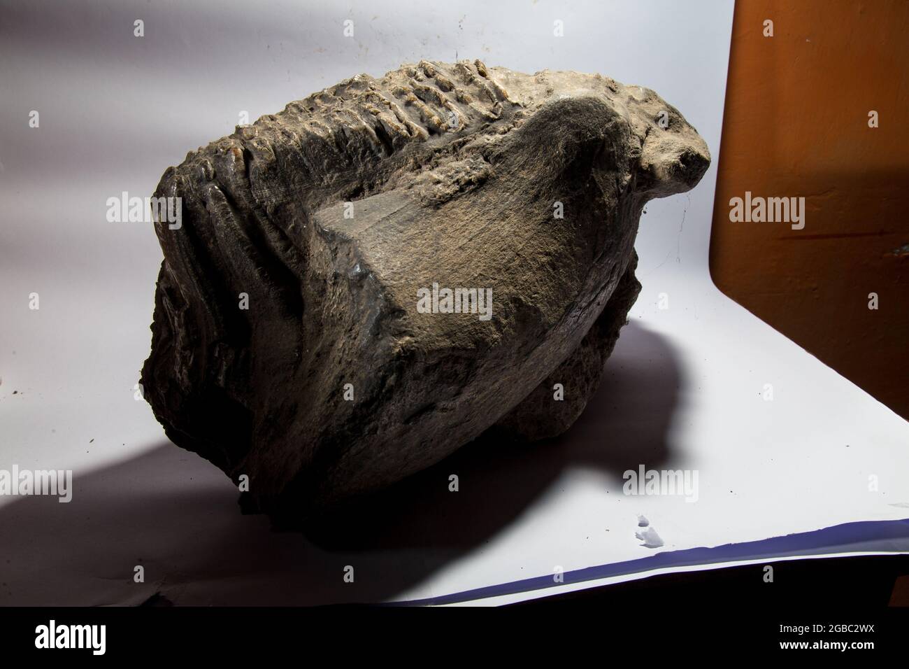 tropical fossil of big mammal at West Java Indonesia Stock Photo - Alamy