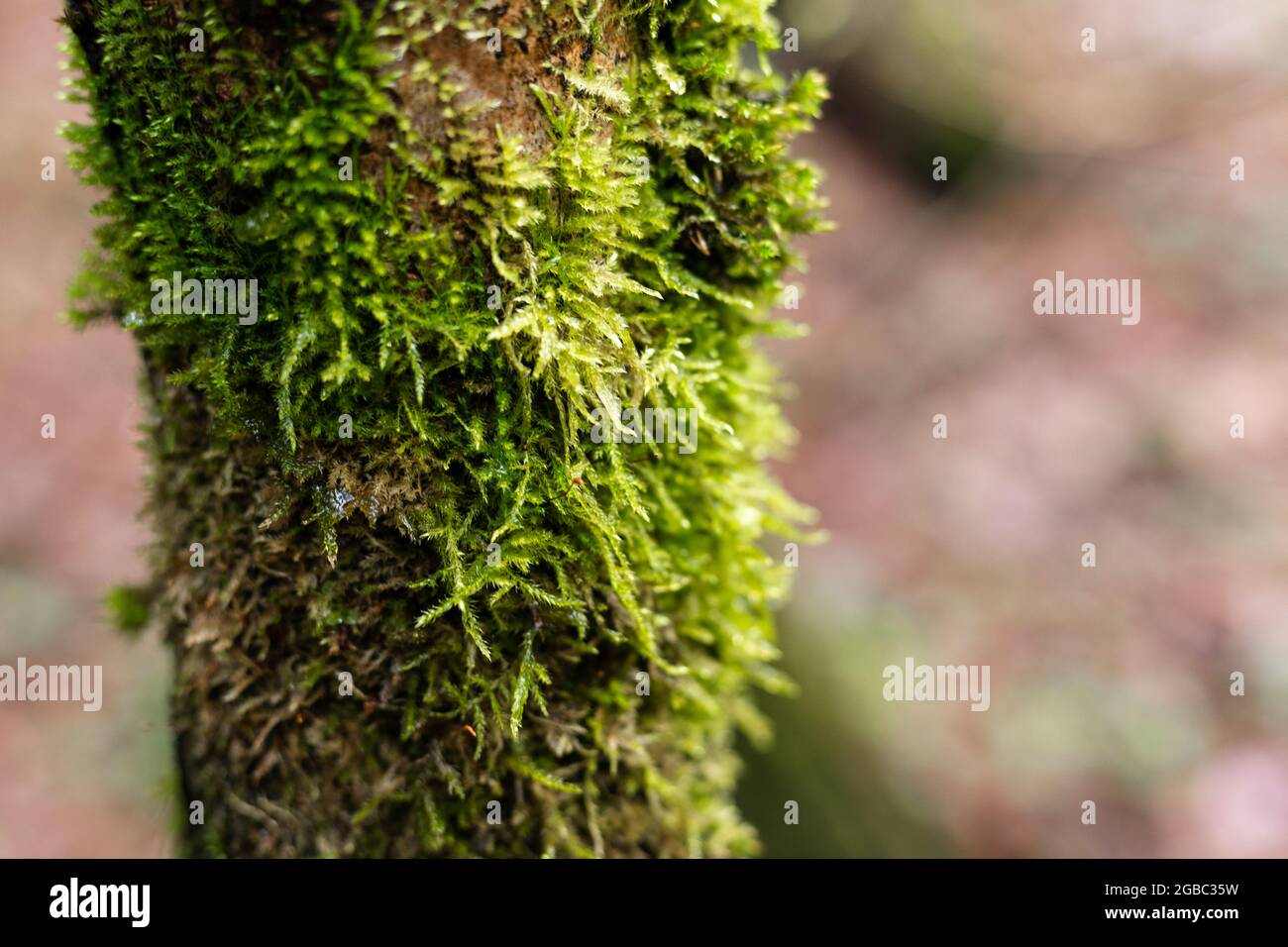 Green moss on a tree trunk. Tree in the forest Stock Photo - Alamy