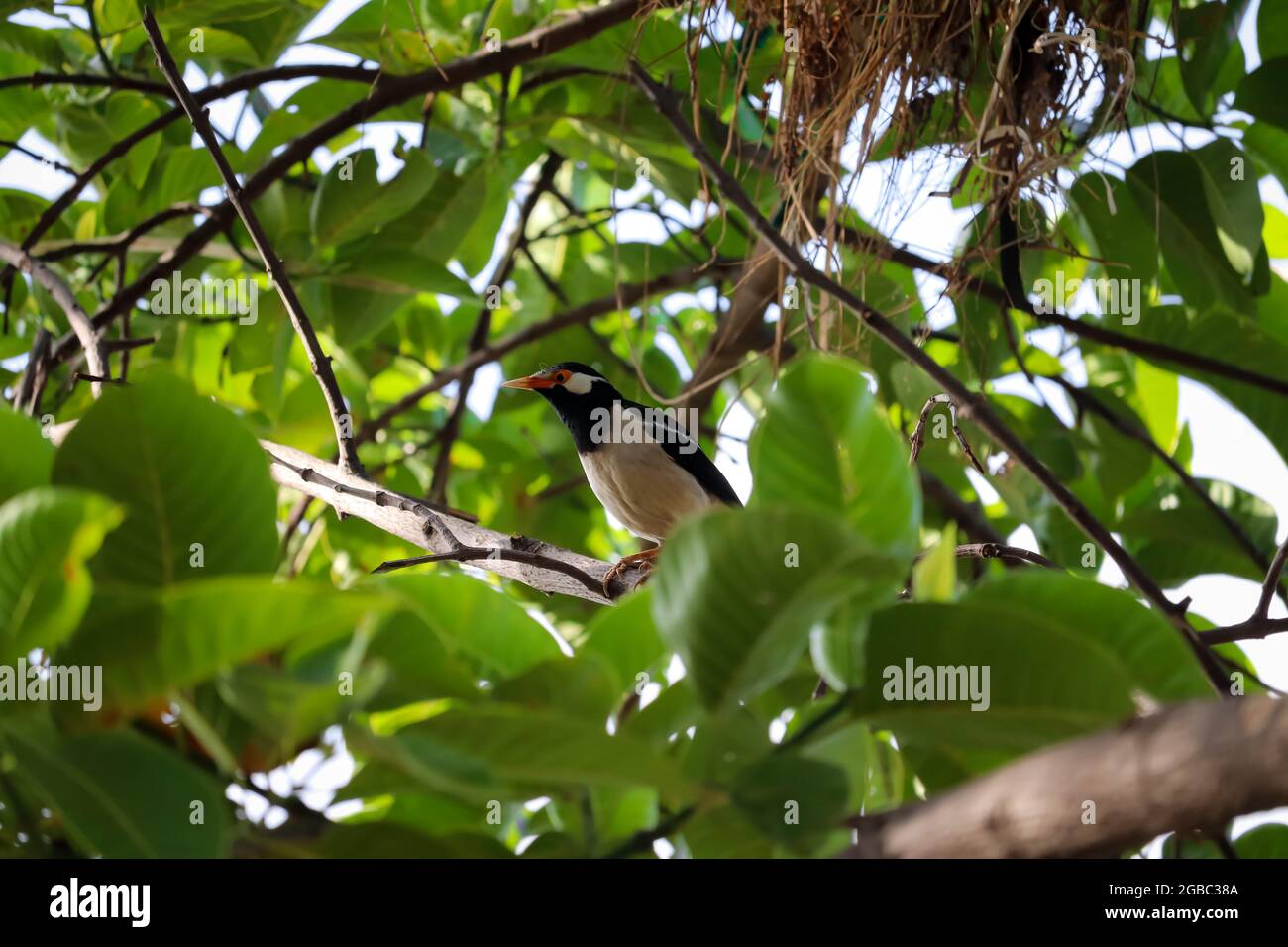Bird sitting on the tree Stock Photo - Alamy