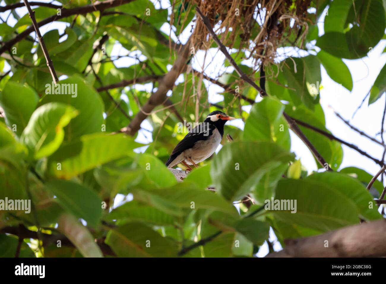 Bird sitting on the tree Stock Photo - Alamy