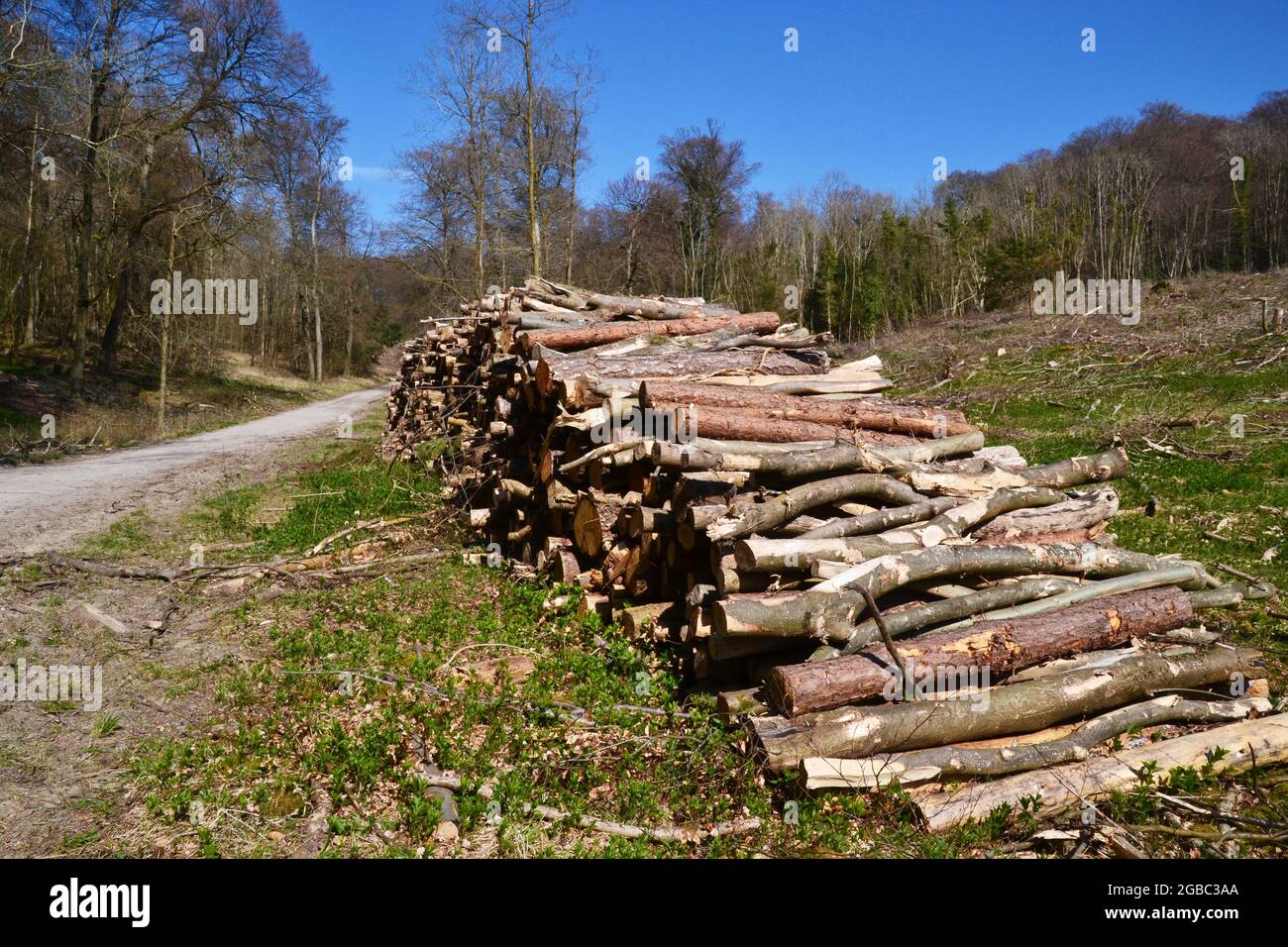 Log piles in Bradenham Woods, Buckinghamshire, England, where forestry ...