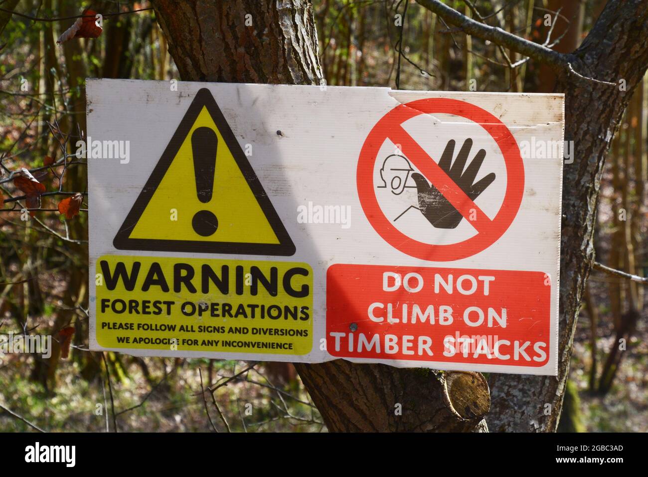 Log piles in Bradenham Woods, Buckinghamshire, England, where forestry ...