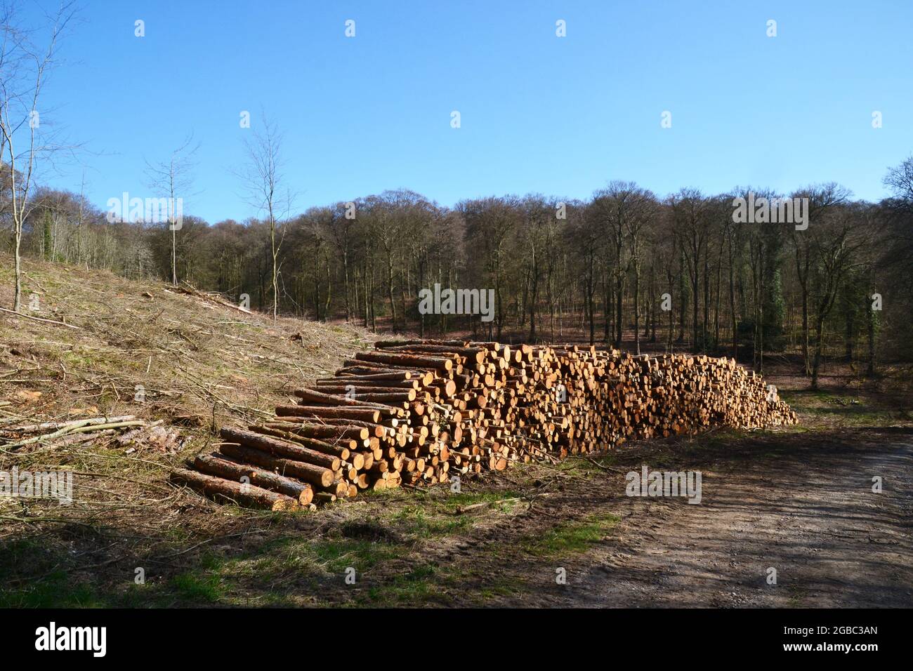 Log piles in Bradenham Woods, Buckinghamshire, England, where forestry ...
