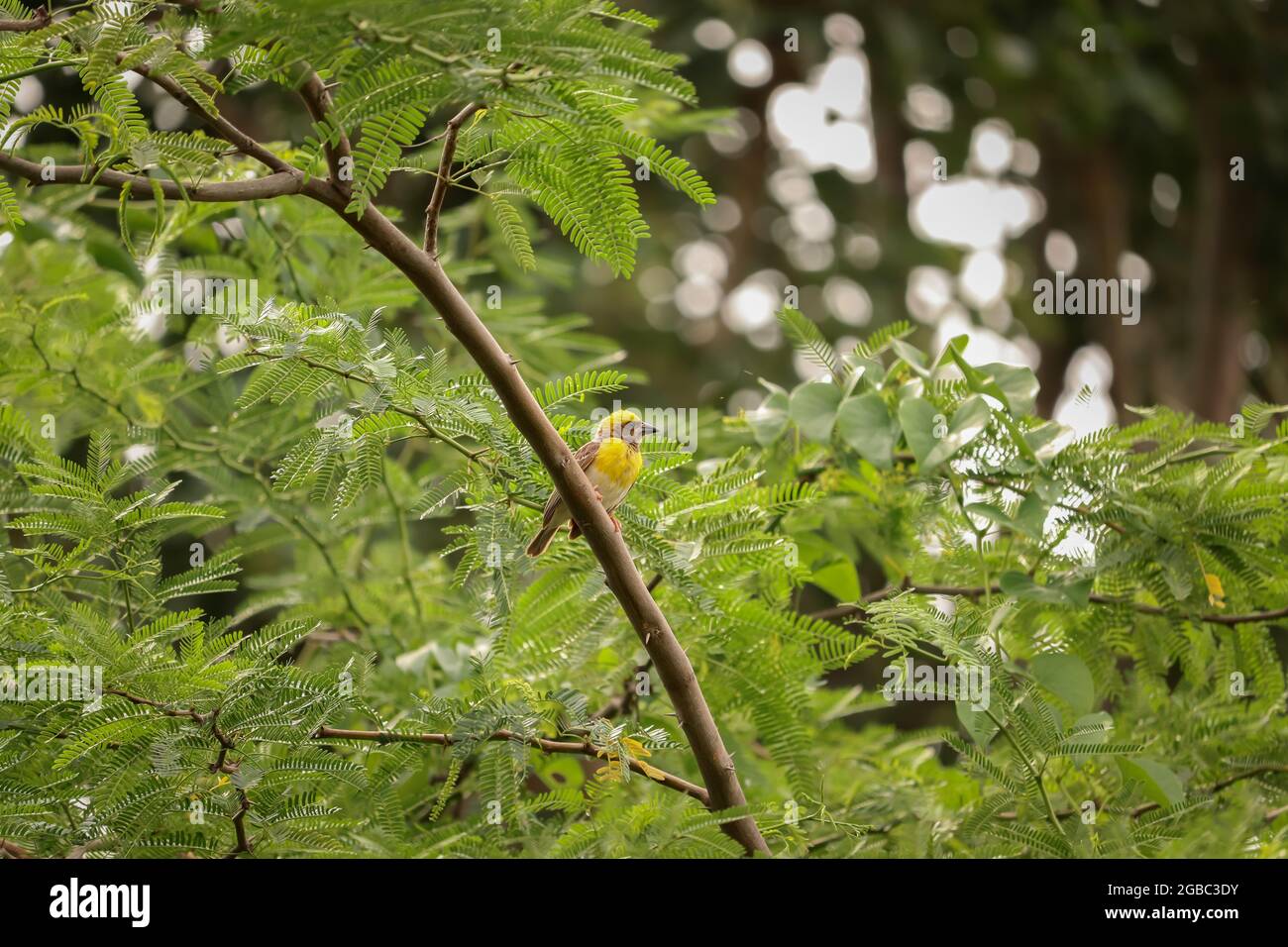 Bird sitting on the tree Stock Photo - Alamy
