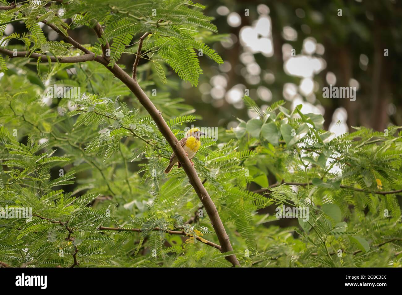 Bird sitting on the tree Stock Photo - Alamy
