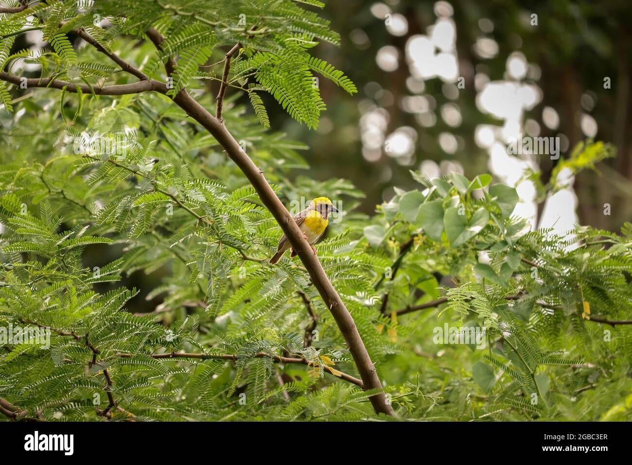 Bird sitting on the tree Stock Photo - Alamy